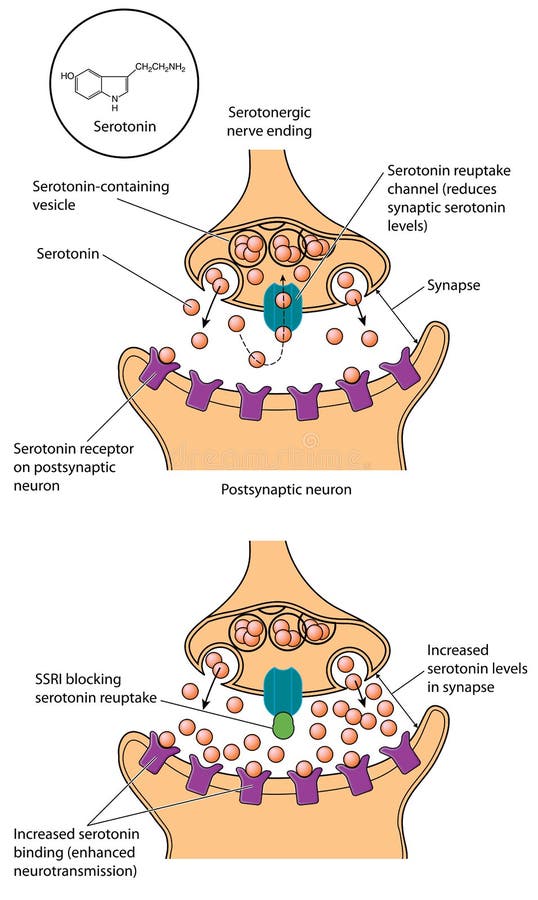 Action de SSRI illustration de vecteur. Illustration du dépression ...
