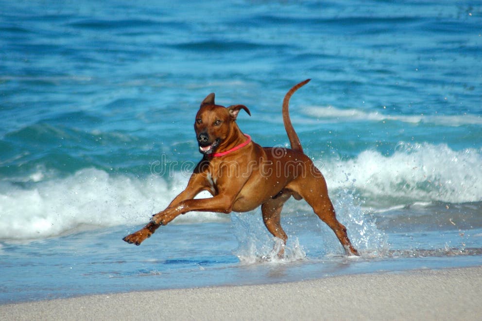 Action dog stock photo. Image of bred, action, africa - 2741952