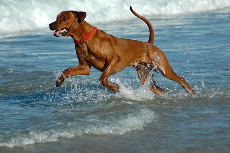 Action dog stock photo. Image of activities, face, doggy - 3570788