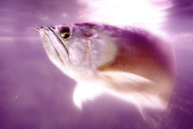 Action fish stock image. Image of action, arowana, fish - 68779431