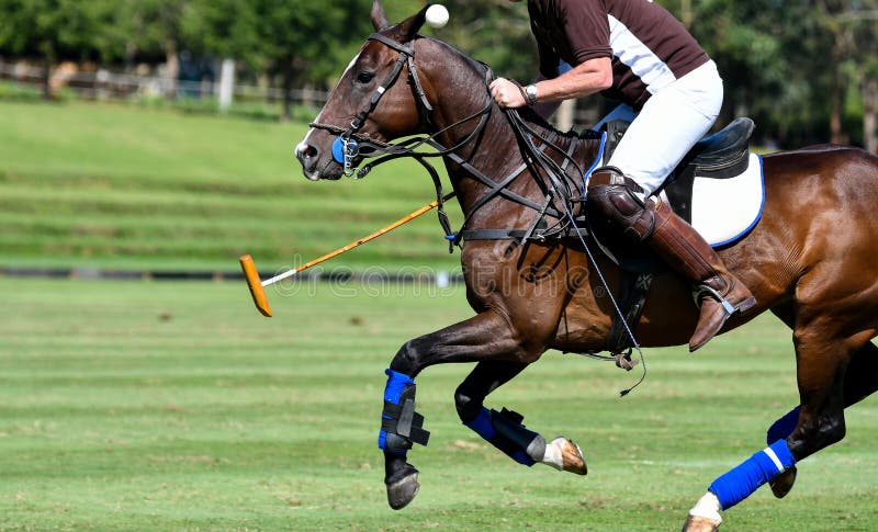 Action of Horse Polo stock photo. Image of florida, equine - 107644624