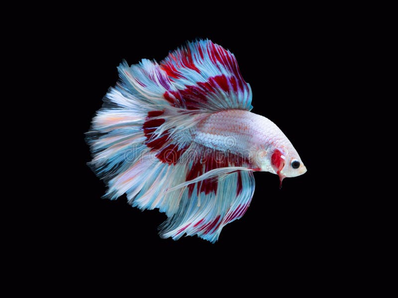 Action and Movement of Thai Fighting Fish on a Black Background Stock ...