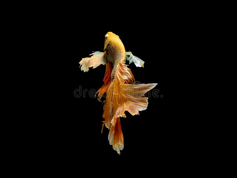 Action and Movement of Thai Fighting Fish on a Black Background Stock ...