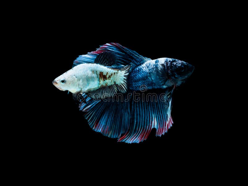 Action and Movement of Thai Fighting Fish on a Black Background ...