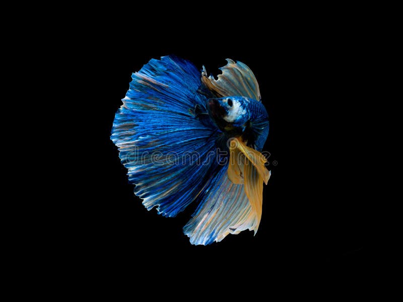 Action and Movement of Thai Fighting Fish on a Black Background Stock ...