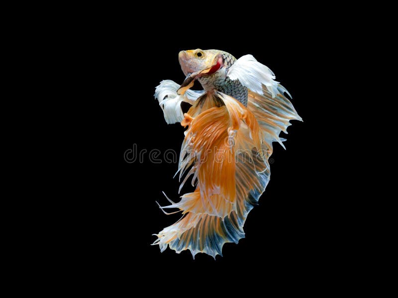 Action and Movement of Thai Fighting Fish on a Black Background Stock ...