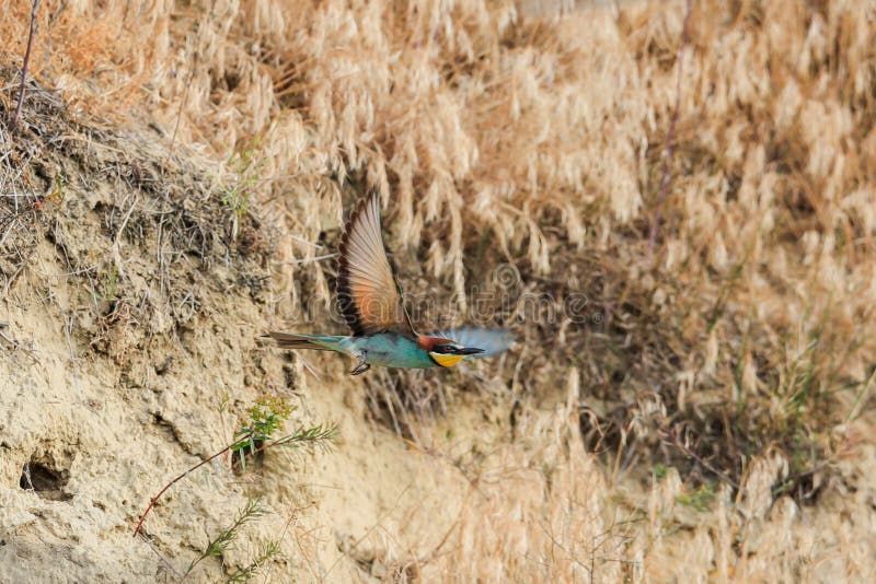 Bee-eater Flying in a Dynamic Pose Stock Photo - Image of feeding ...