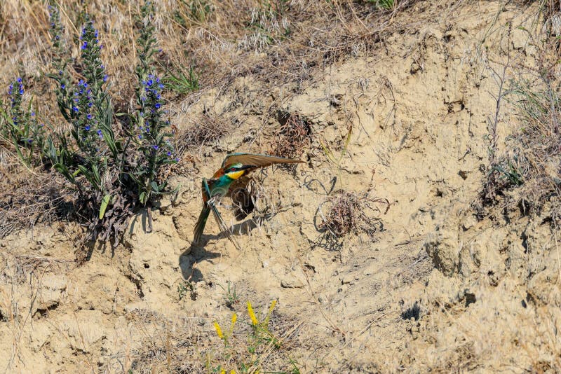 Bee-eater Flying in a Dynamic Pose. Stock Image - Image of close ...