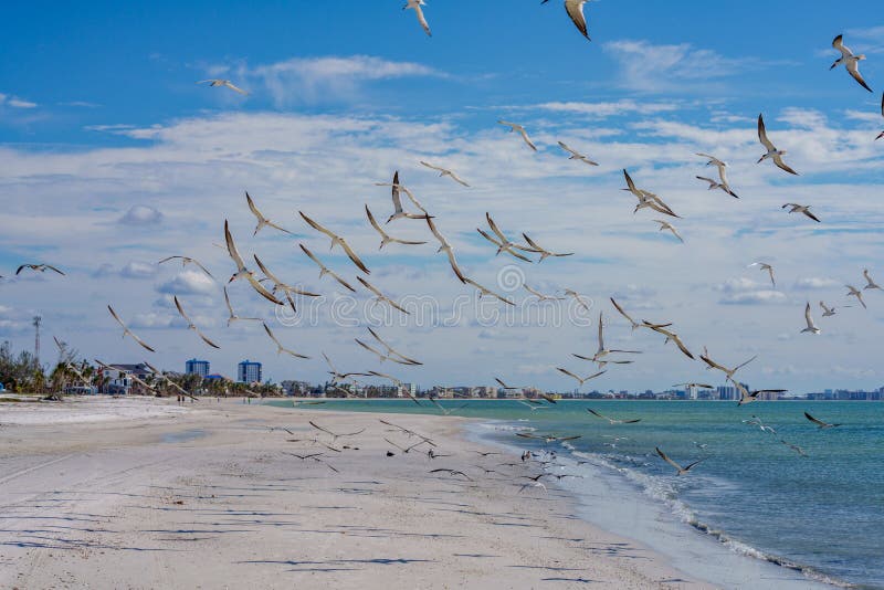 Action Photo of a Flock of Seagulls in Flight on the Beach Stock Image ...