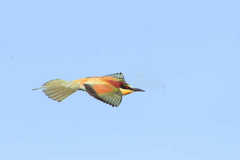 Action Photo of Flying Bee-eater Stock Photo - Image of colorful ...