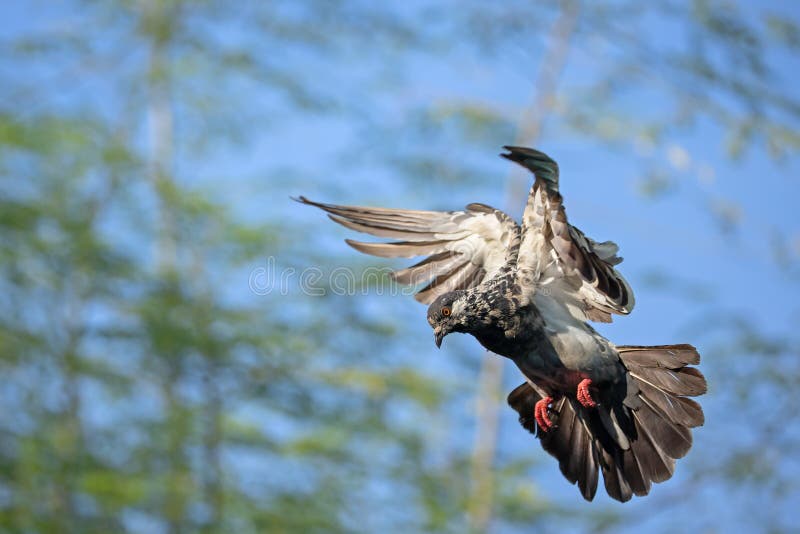Action Scene of Rock Pigeon Flying in the Air Isolated on Background ...