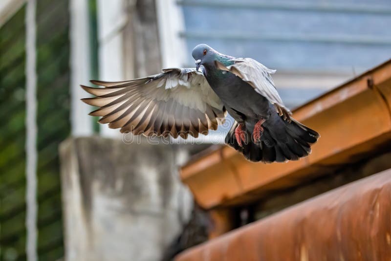Action Scene of Rock Pigeon Flying in the Air Isolated on Background ...