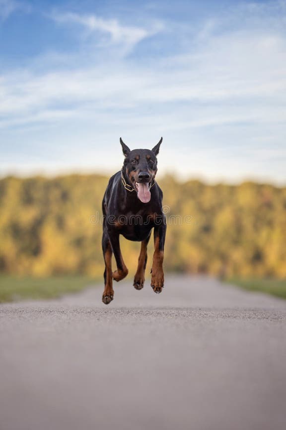 Action shot of a Doberman stock photo. Image of playful - 254973468
