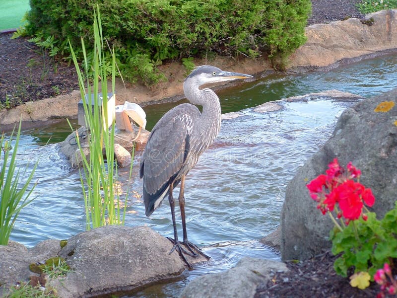 Actitudes De La Garza Contra Un Contexto Del Agua Imagen de archivo ...