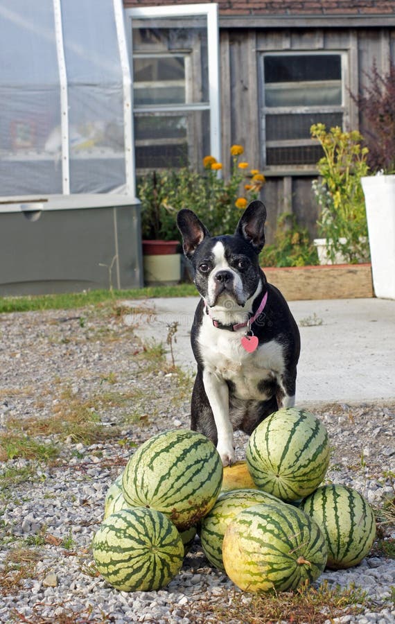 Actitudes Del Perro En La Sandía Foto de archivo - Imagen de negro ...