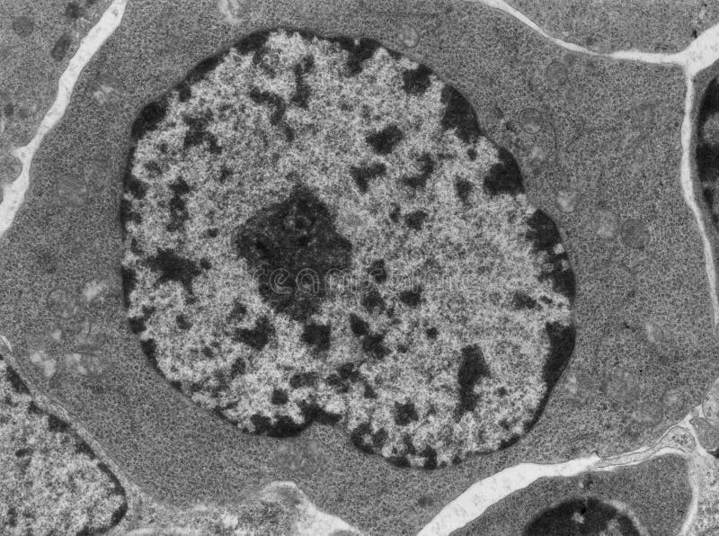 Activated B Lymphocyte, TEM Stock Image - Image of organelles, polysome ...