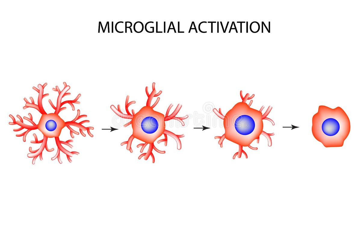 Microglia Cell Stock Illustrations – 68 Microglia Cell Stock ...