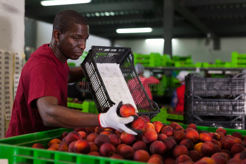 125 Loading Fruit Container Stock Photos - Free & Royalty-Free Stock ...