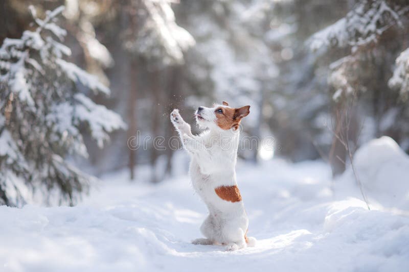 Active and Beautiful Dog Breed Jack Russel Terrier Outdoors Stock Image ...