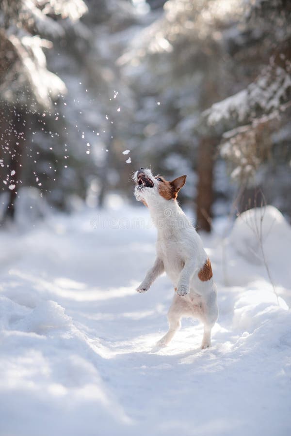 Active and Beautiful Dog Breed Jack Russel Terrier Outdoors Stock Photo ...