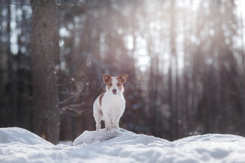 Active and Beautiful Dog Breed Jack Russel Terrier Outdoors Stock Photo ...