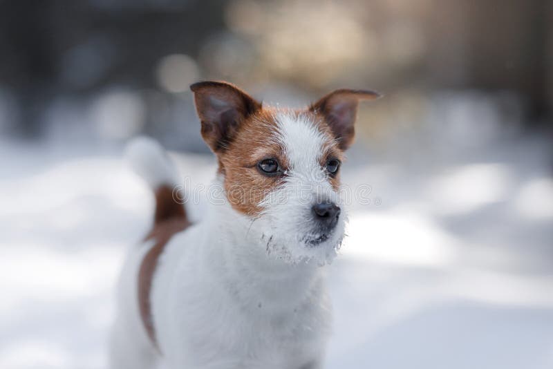 Active and Beautiful Dog Breed Jack Russel Terrier Outdoors Stock Photo ...