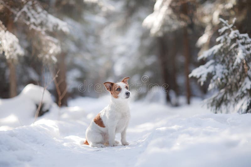 Active and Beautiful Dog Breed Jack Russel Terrier Outdoors Stock Image ...