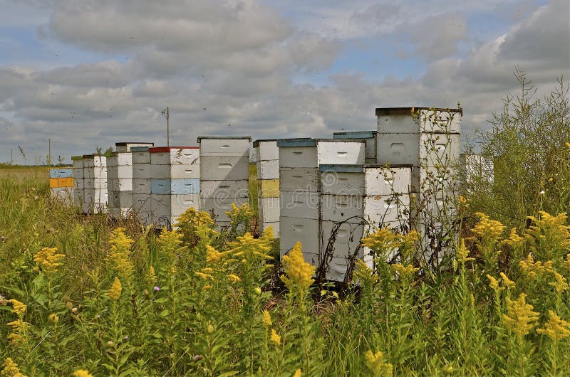 Active bee hive stock image. Image of insect, patch, beehive - 44649359