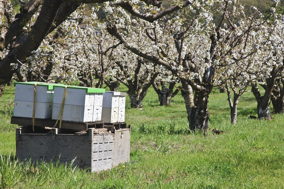 Active Bee Hives stock image. Image of hills, trees, bloom - 9084139