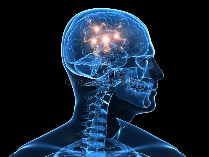 Active brain stock illustration. Illustration of skull - 11962326