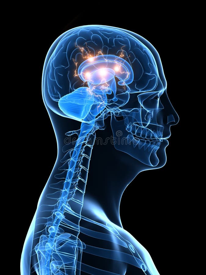 Male active brain stock illustration. Illustration of disease - 26057414