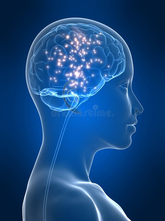 Neurons in the Brain stock vector. Illustration of design - 49886130