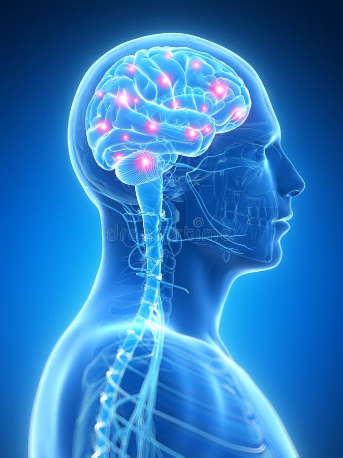 Active brain cell stock illustration. Illustration of synapse - 2579870