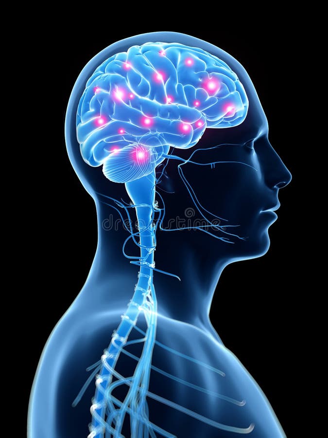 Active brain cell stock illustration. Illustration of synapse - 2579870