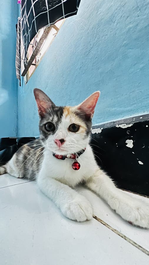 Active cat stock photo. Image of morning, active, eating - 238679640