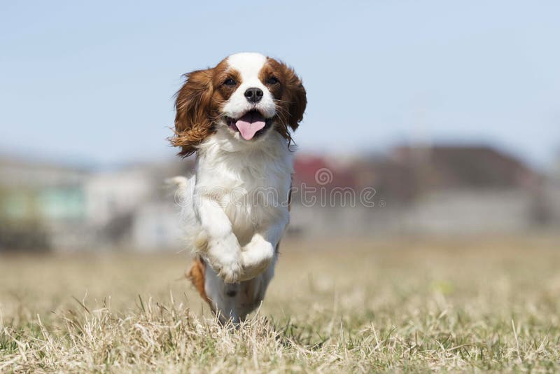Active dog breed spaniel stock photo. Image of portrait - 145424722