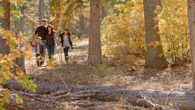 Active Family Outdoors Enjoying Autumn or Fall Walk in Forest Together Stock Photo - Image of ...