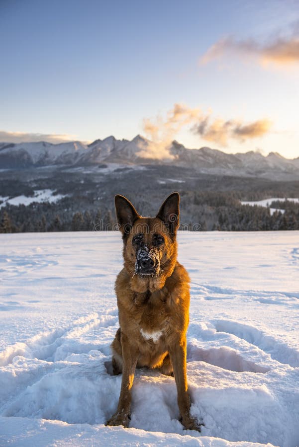 Active German Shepherd Dog Sitting in Deep Snow in Mountains Stock ...