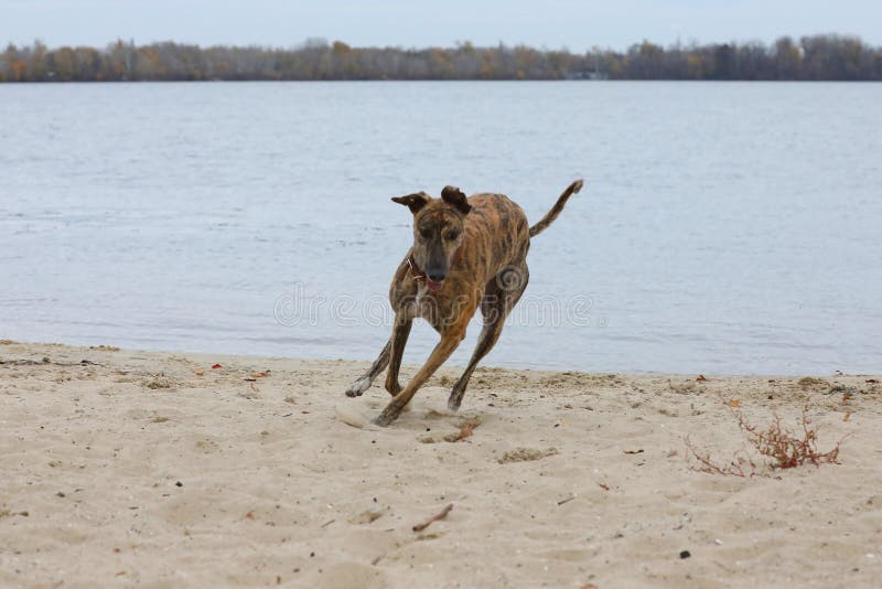 Active Greyhounds Outdoor during the Coursing Sport Competitions Stock ...
