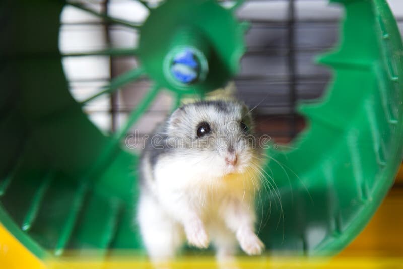Active Hamster Running on a Wheel Stock Photo - Image of cute, cool ...