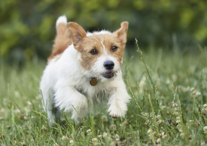 Active Happy Pet Puppy Dog Playing Stock Image - Image of jack, small ...