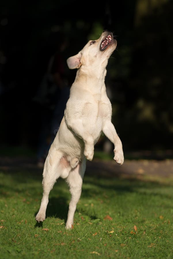 Active Labrador Dog Outdoors Stock Image - Image of labrador, teeth ...