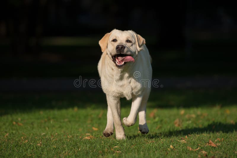 Active Labrador Dog Outdoors Stock Image - Image of labrador, cute ...