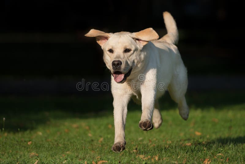 Active Labrador Dog Outdoors Stock Image - Image of green, yellow: 58076923