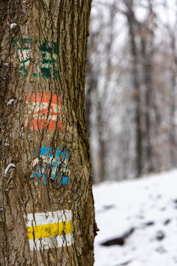 Colorful Marking of Trails on a Tree in the Forest. Stock Photo - Image ...