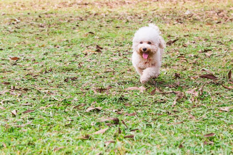 Active Poodle Purebred Dog Running and Exercising at Park Stock Photo ...