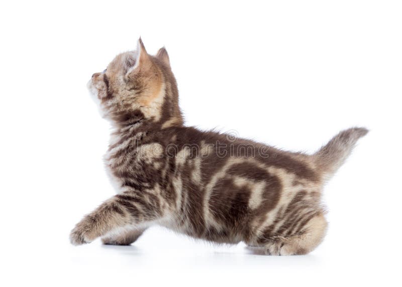 Active Running Young Cat Side View Isolated Stock Image - Image of ...
