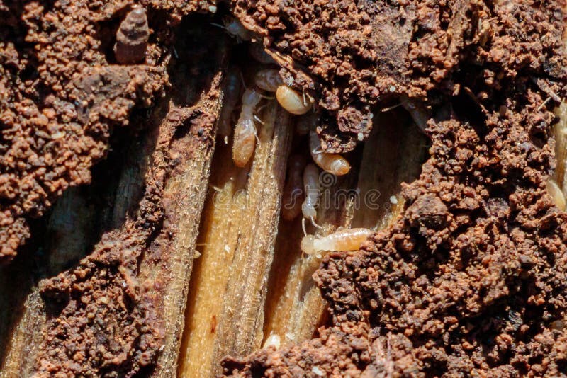 Active Termites or White Ants in a Home. Stock Image - Image of ants ...