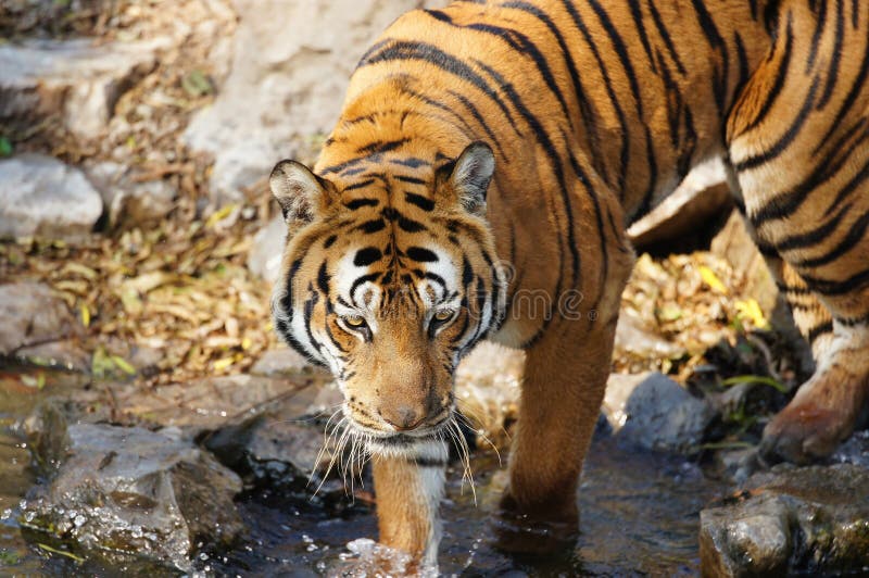 Active Tiger Front View stock photo. Image of paws, puddle - 68067960