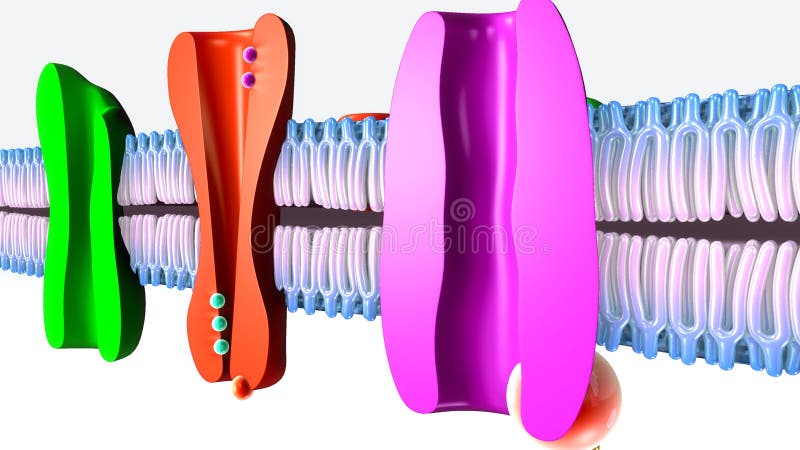 Active Transport Across the Cell Membrane. Substance Movement Against ...